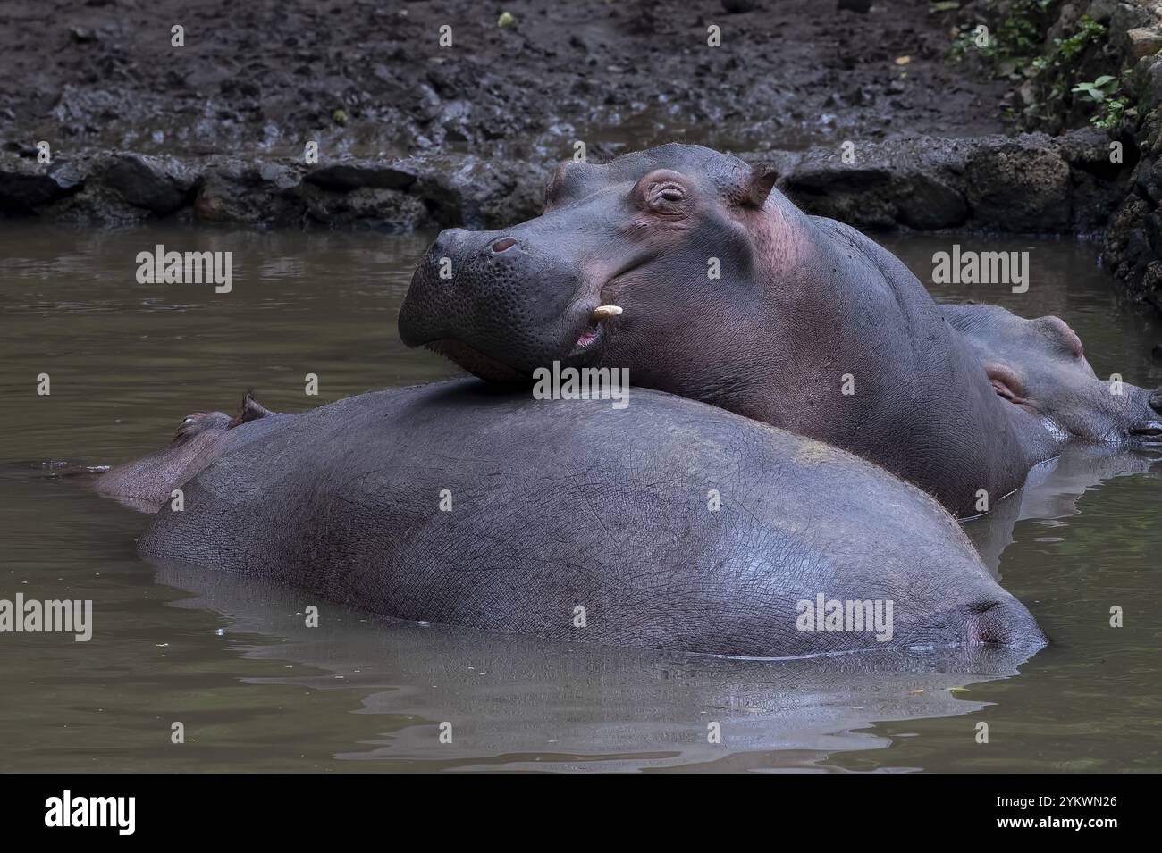 Hippotamus swimming in the ponds Stock Photo - Alamy