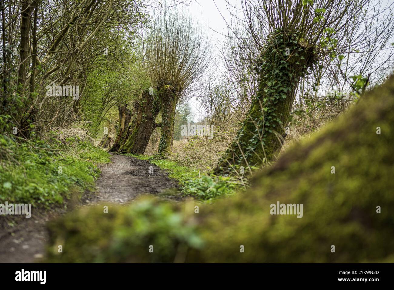 Willow lined paths hi-res stock photography and images - Alamy
