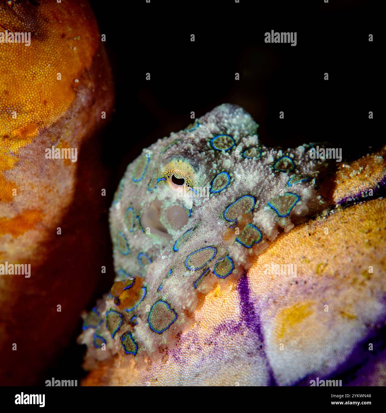 greater blue ringed octopus raja ampat Stock Photo - Alamy