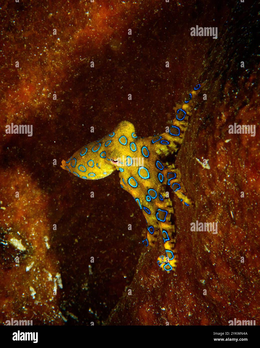 greater blue ringed octopus raja ampat Stock Photo - Alamy
