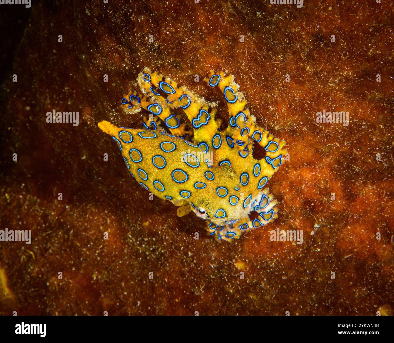 greater blue ringed octopus raja ampat Stock Photo - Alamy