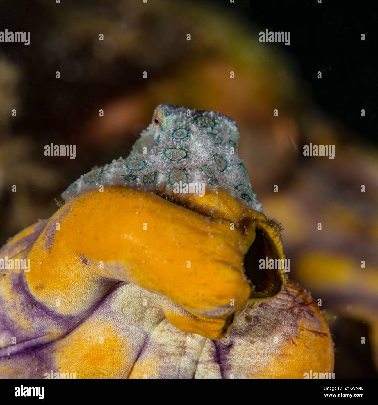 greater blue ringed octopus raja ampat Stock Photo - Alamy