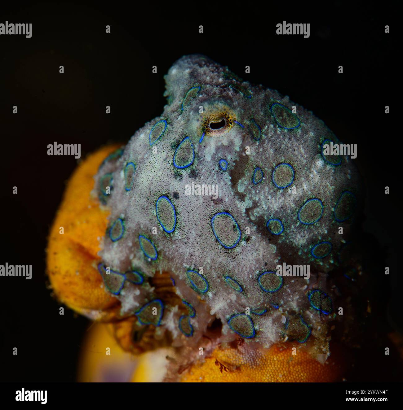 greater blue ringed octopus raja ampat Stock Photo - Alamy