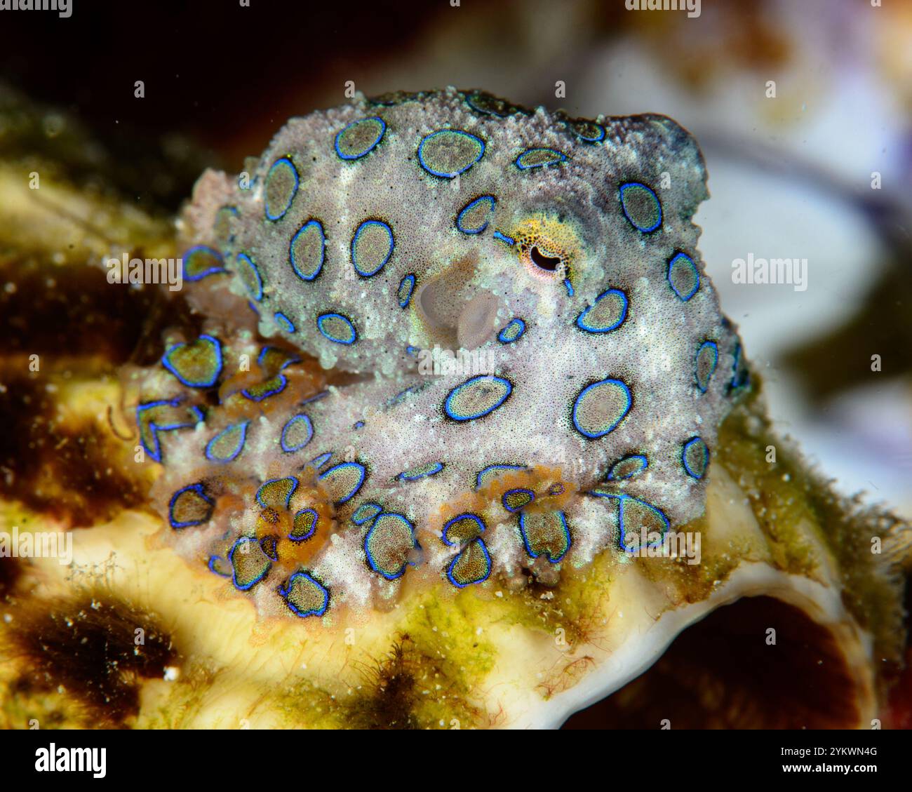 greater blue ringed octopus raja ampat Stock Photo - Alamy