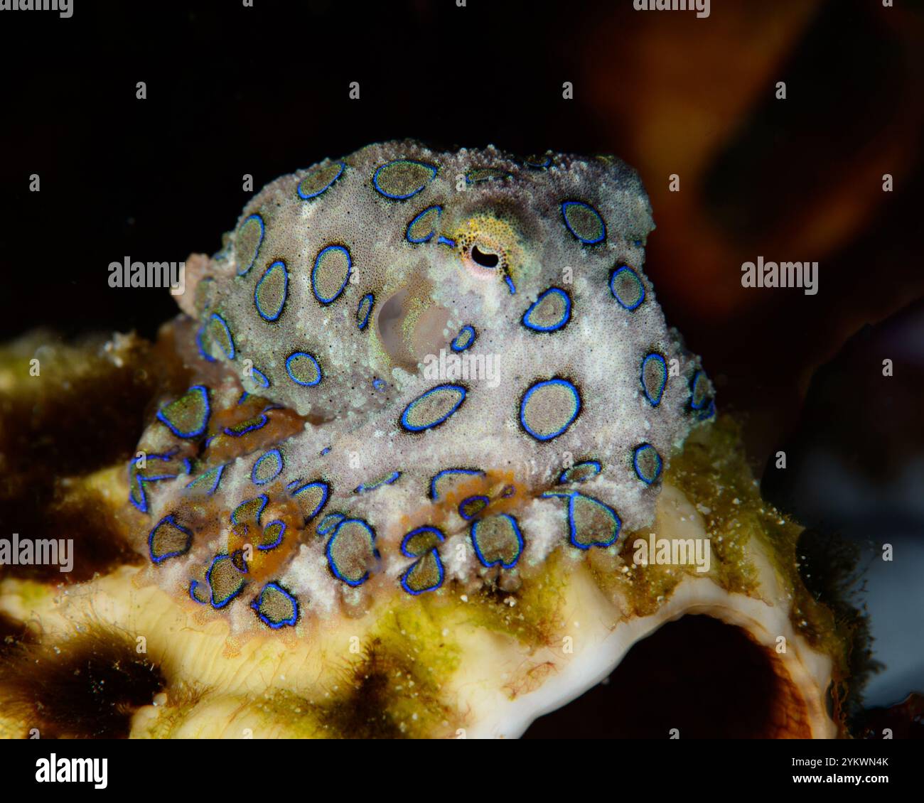 greater blue ringed octopus raja ampat Stock Photo - Alamy