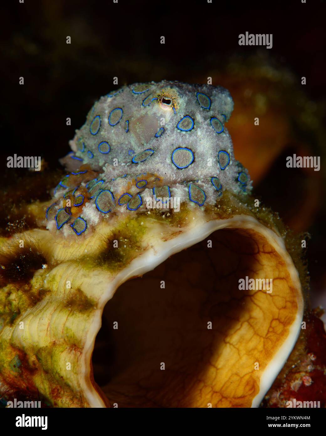 greater blue ringed octopus raja ampat Stock Photo - Alamy