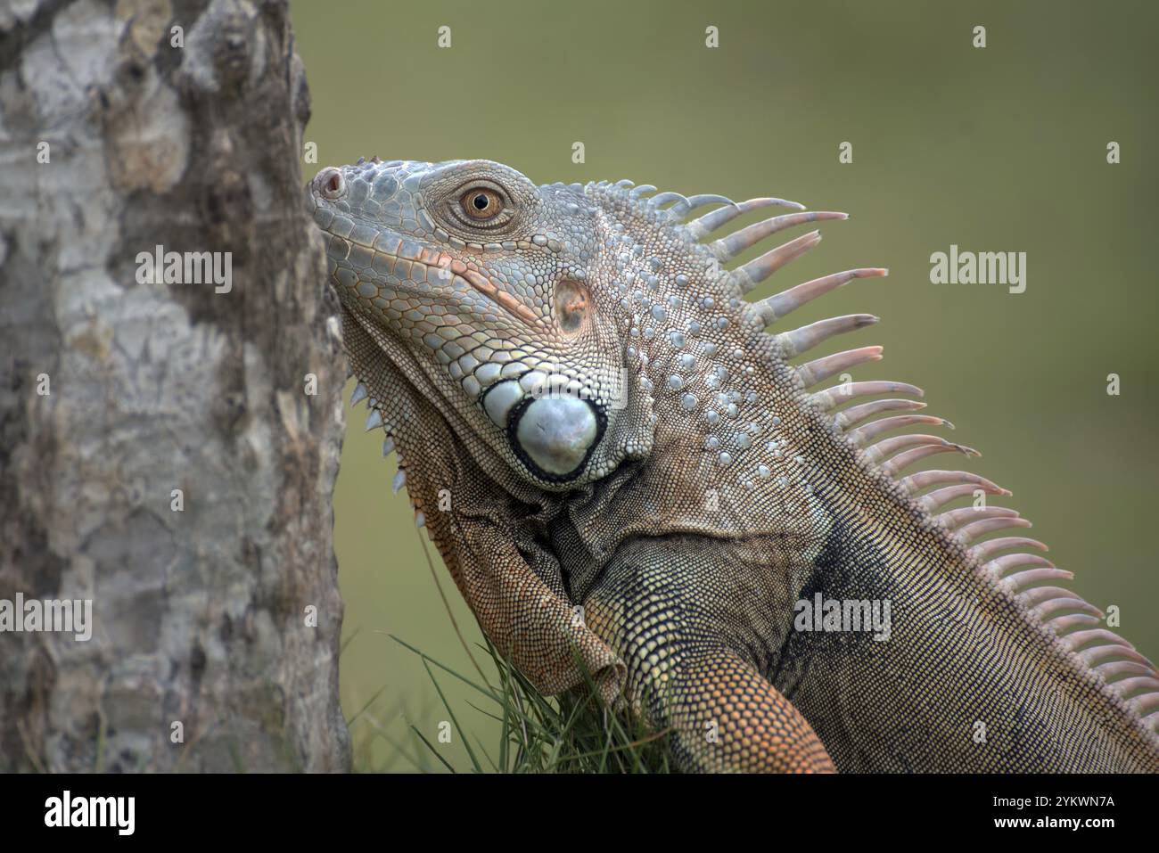 Portrait view common frog hi-res stock photography and images - Alamy