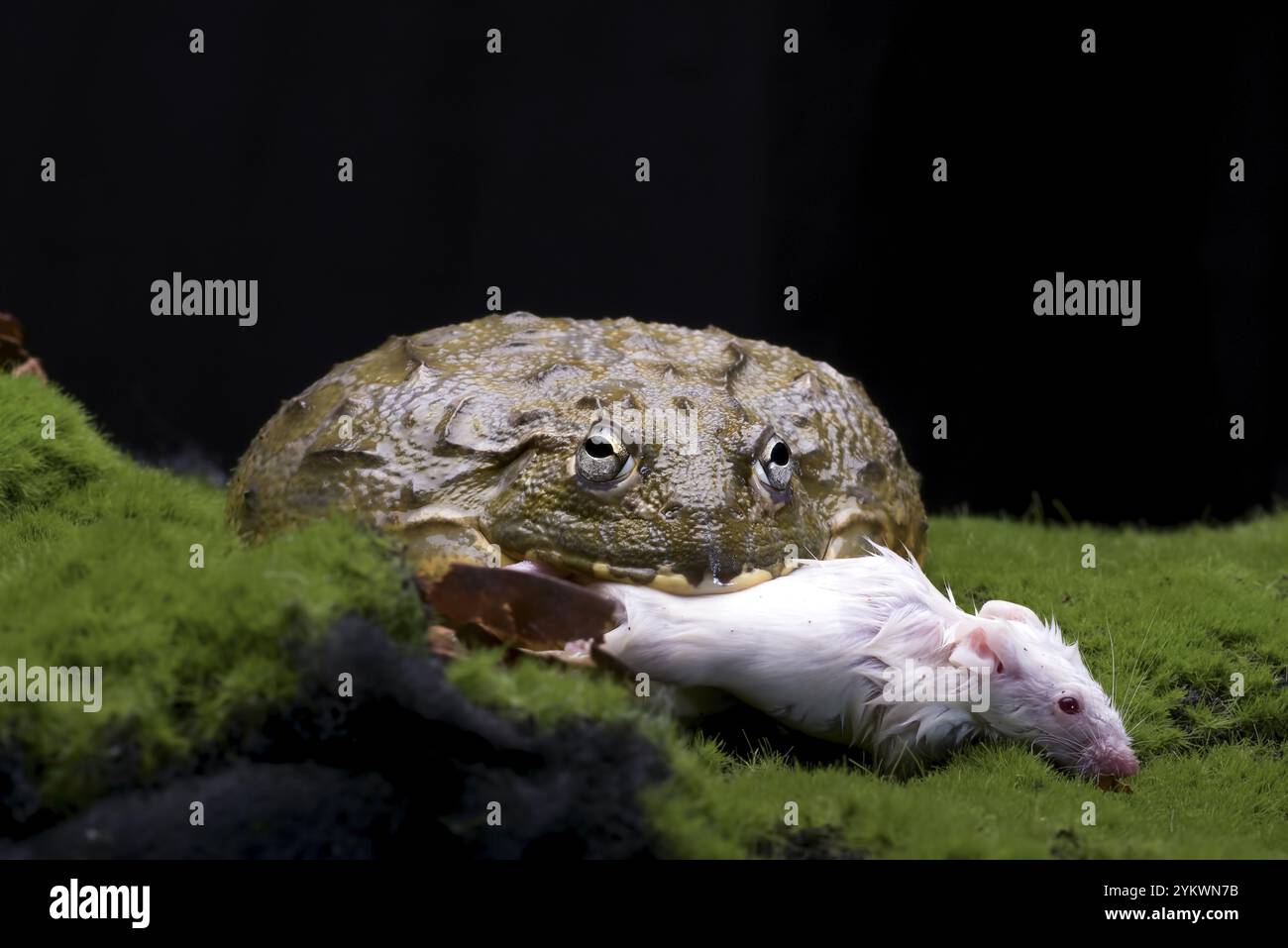African bull frog eating a mouse as its prey Stock Photo - Alamy