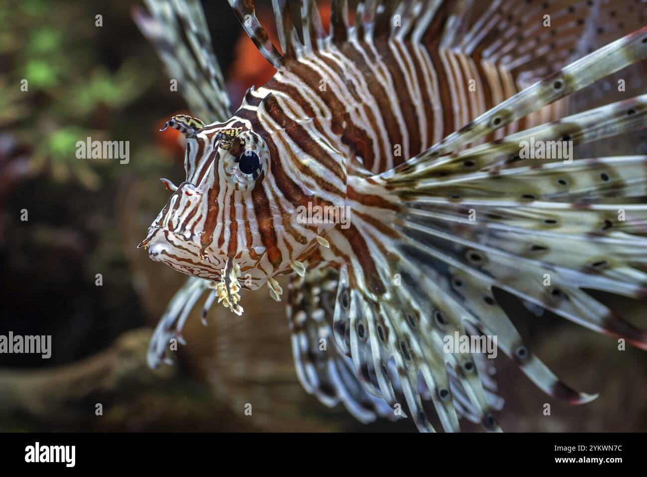 Front view of the lion fish with flared fins Stock Photo - Alamy