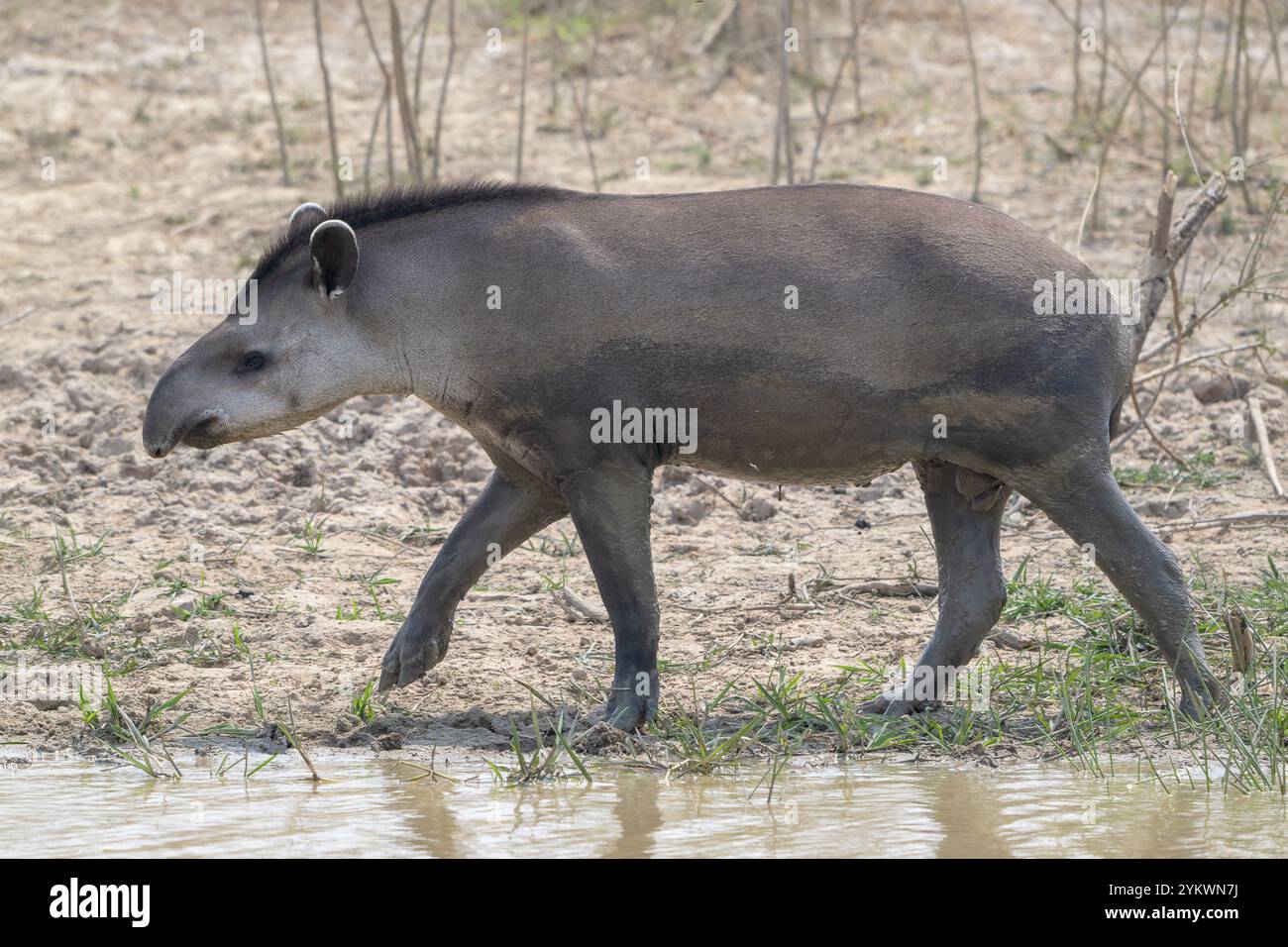 Lowland tapir (Tapirus terrestris), Pantanal, inland, wetland, UNESCO Biosphere Reserve, World ...