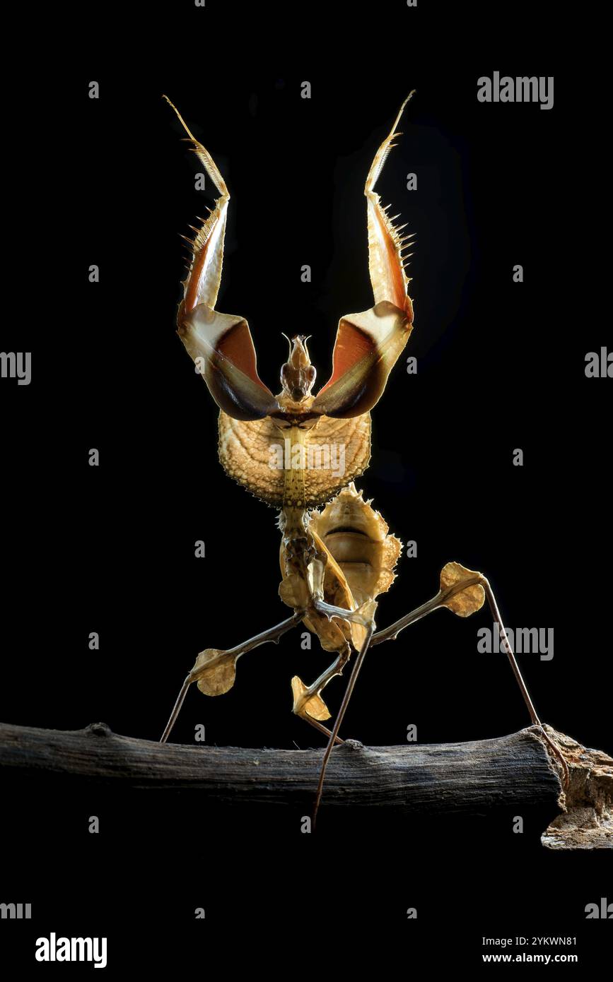 Detail of a Dead leaf mantis (Deroplatys lobata Stock Photo - Alamy