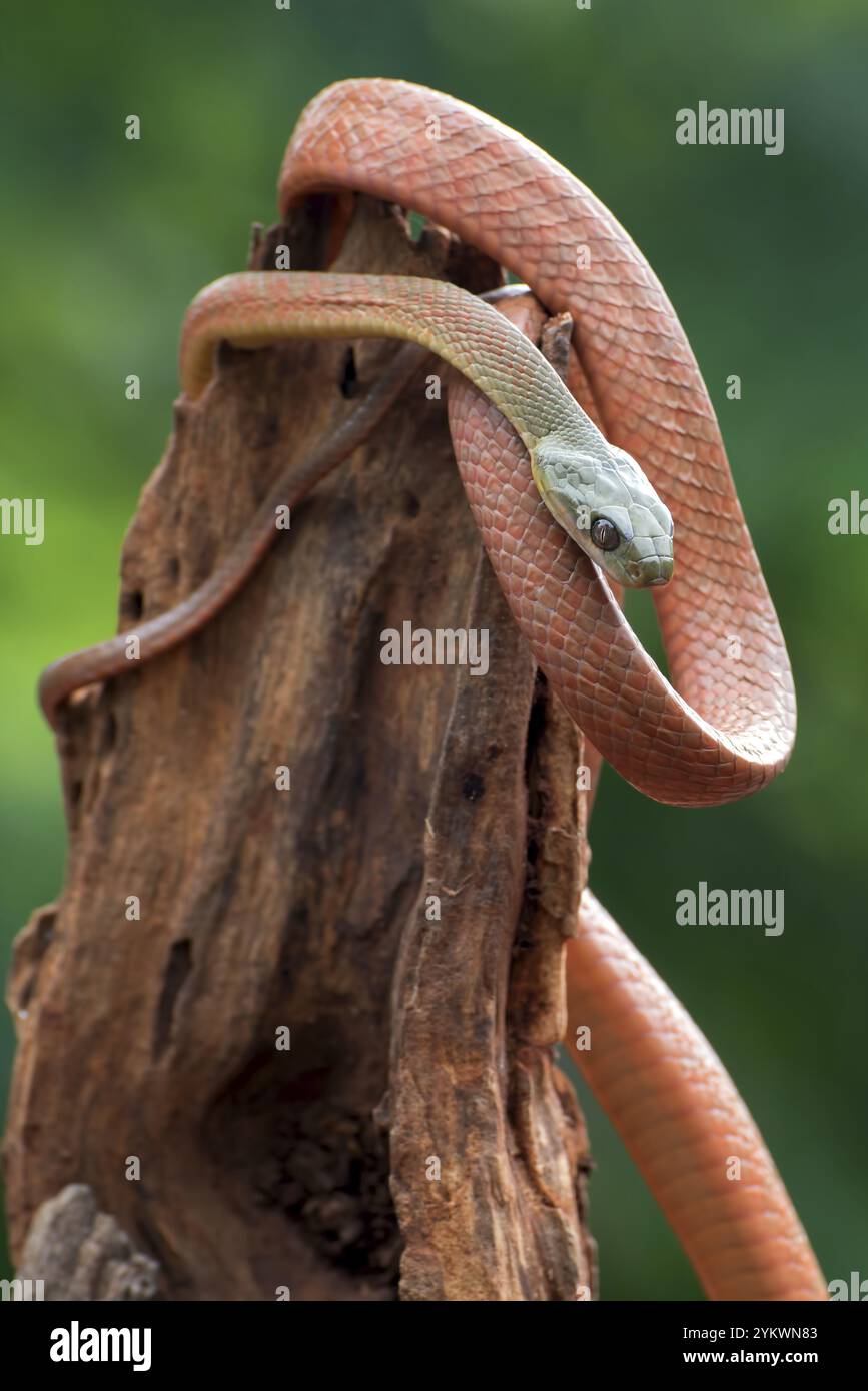 Jungle cat tree trunk hi-res stock photography and images - Alamy