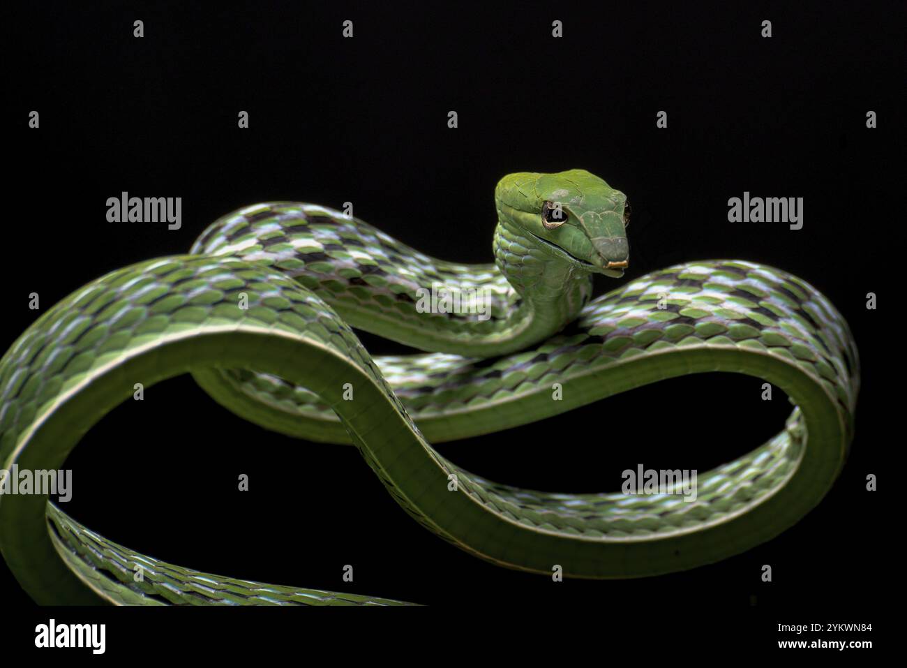 Asian vine snakes hi-res stock photography and images - Alamy