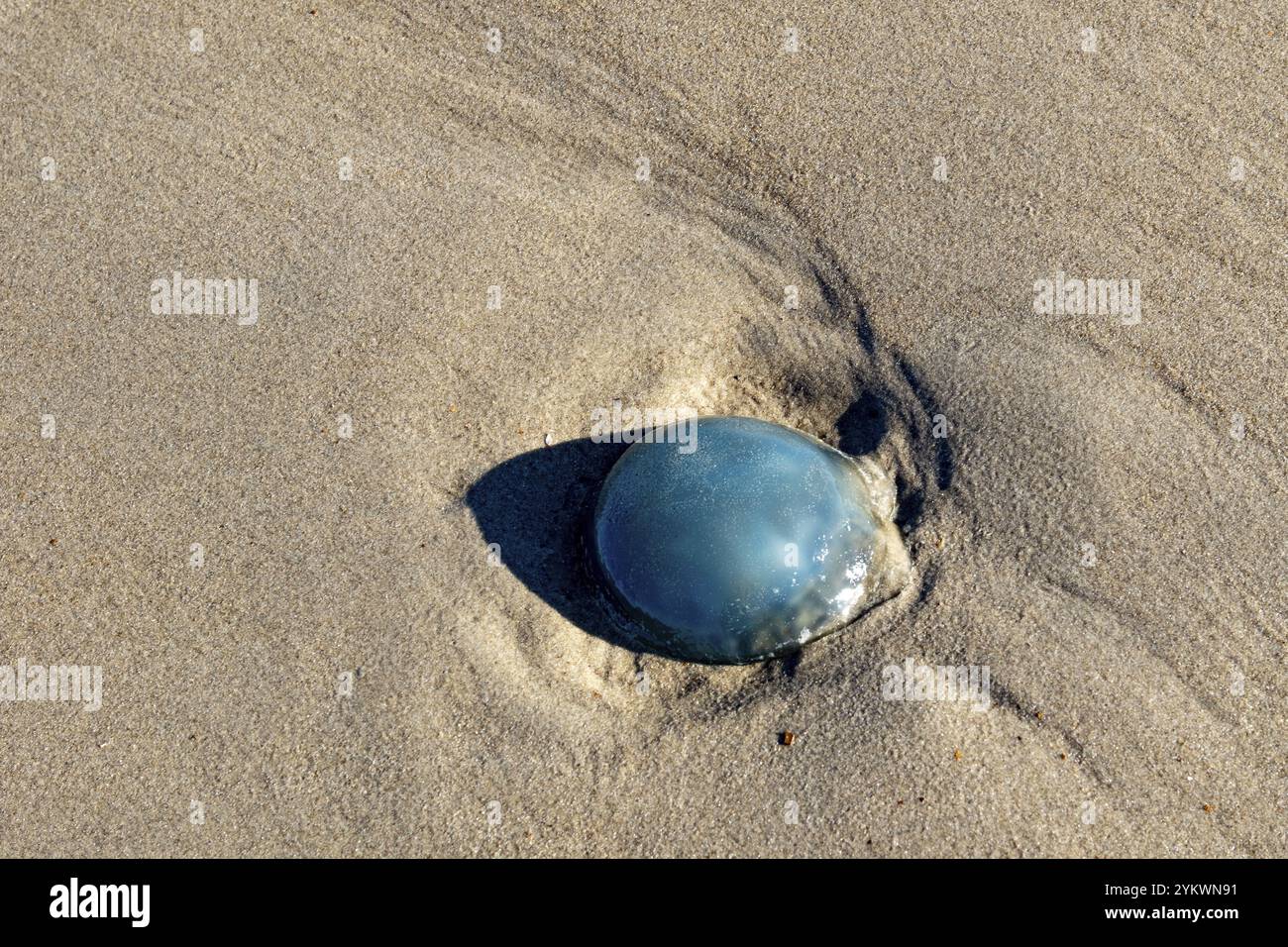 Rootmouth jellyfish Rhizostoma octopus in the north sea Stock Photo - Alamy