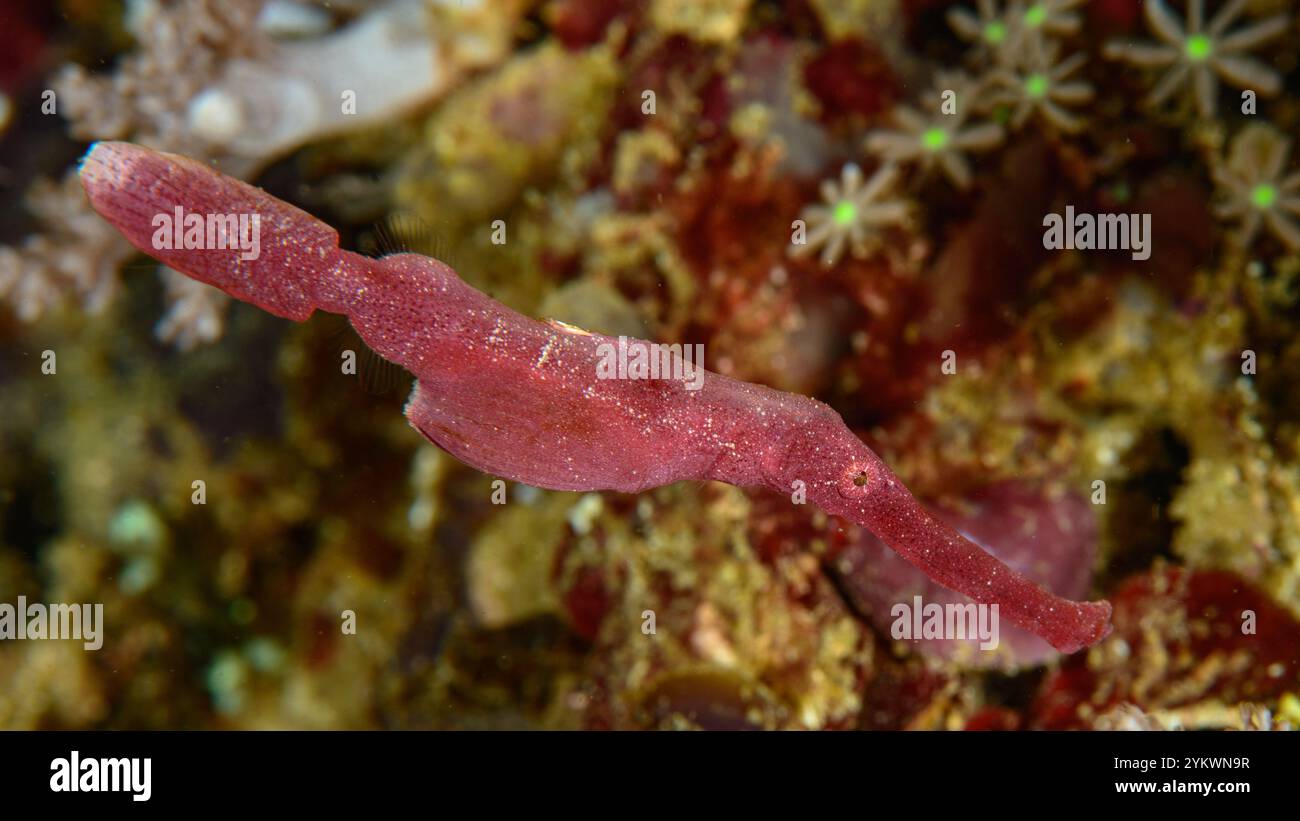 robust ghost pipefish Stock Photo - Alamy