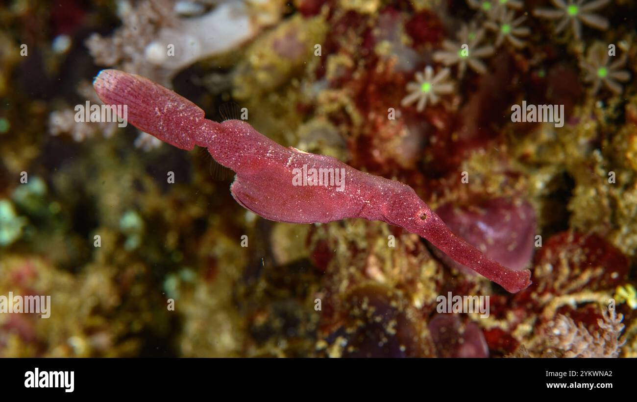 robust ghost pipefish Stock Photo - Alamy