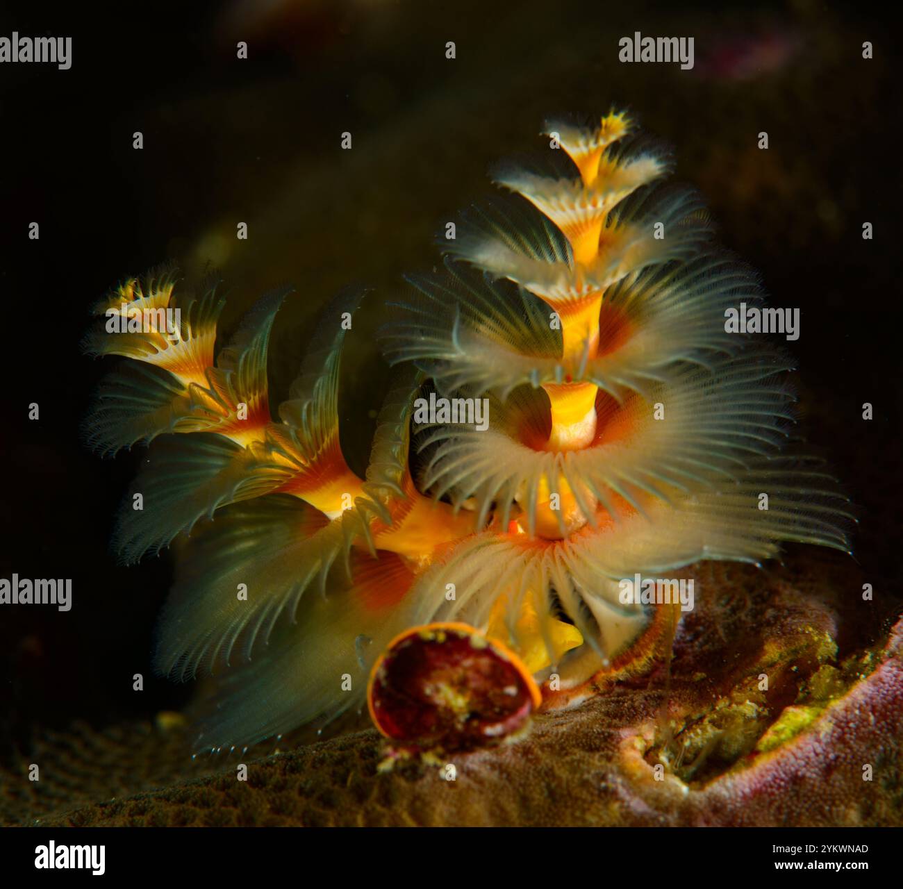 Christmas tree worms coral sea hi-res stock photography and images - Alamy