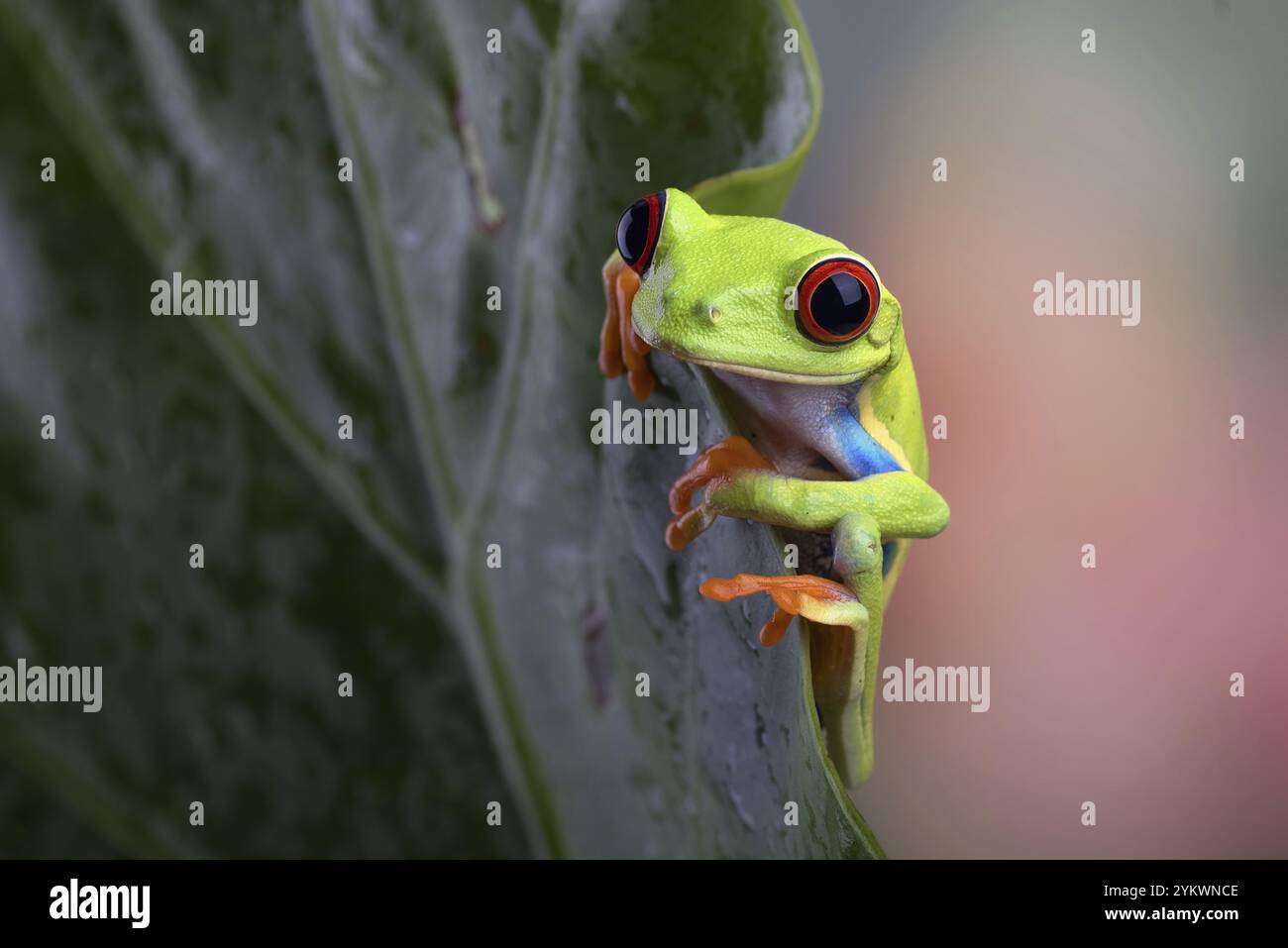 Red eyed tree frog sitting on leaf Stock Photo - Alamy
