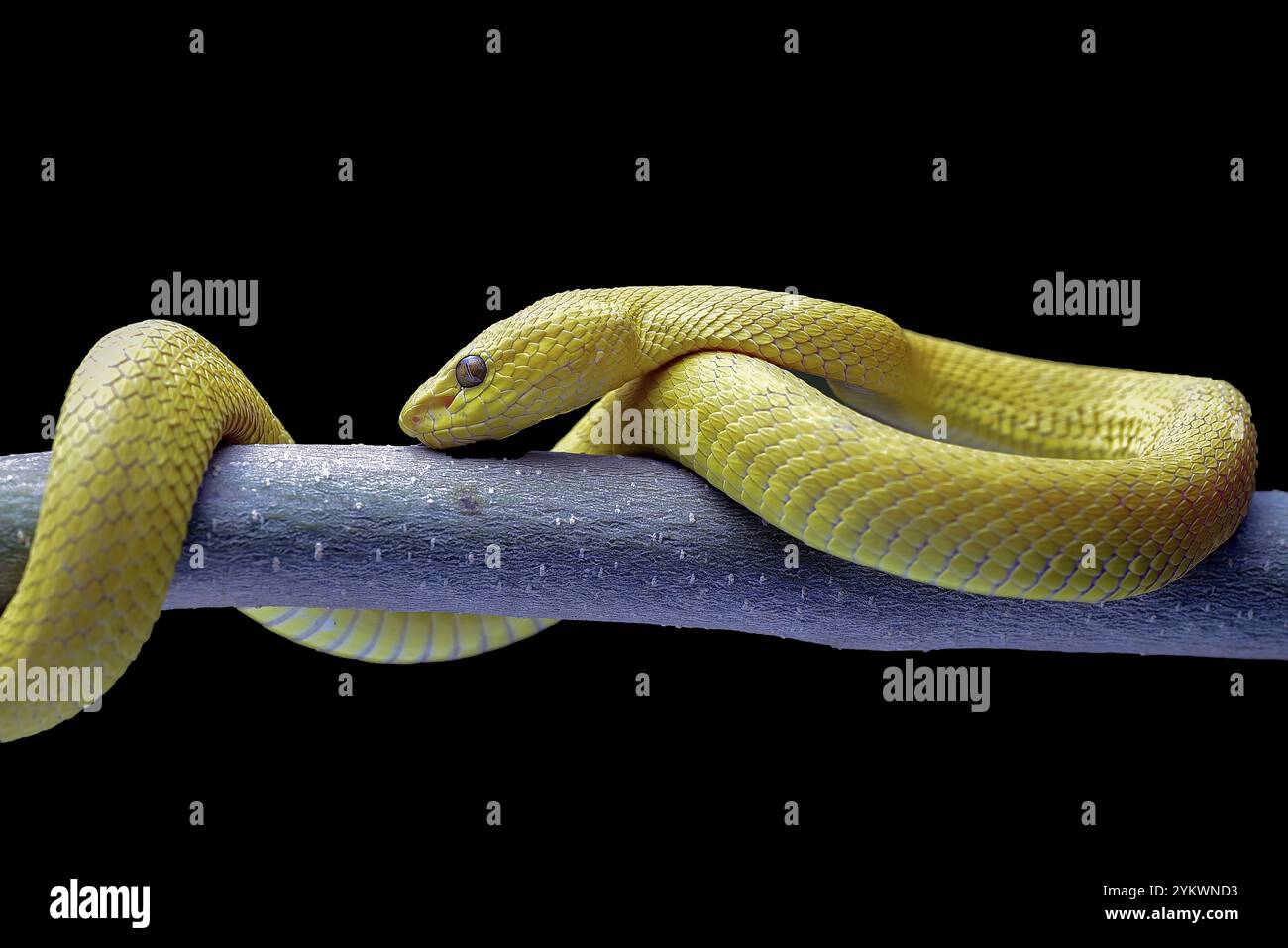 White-lipped tree viper, is a venomous pit viper species endemic to ...