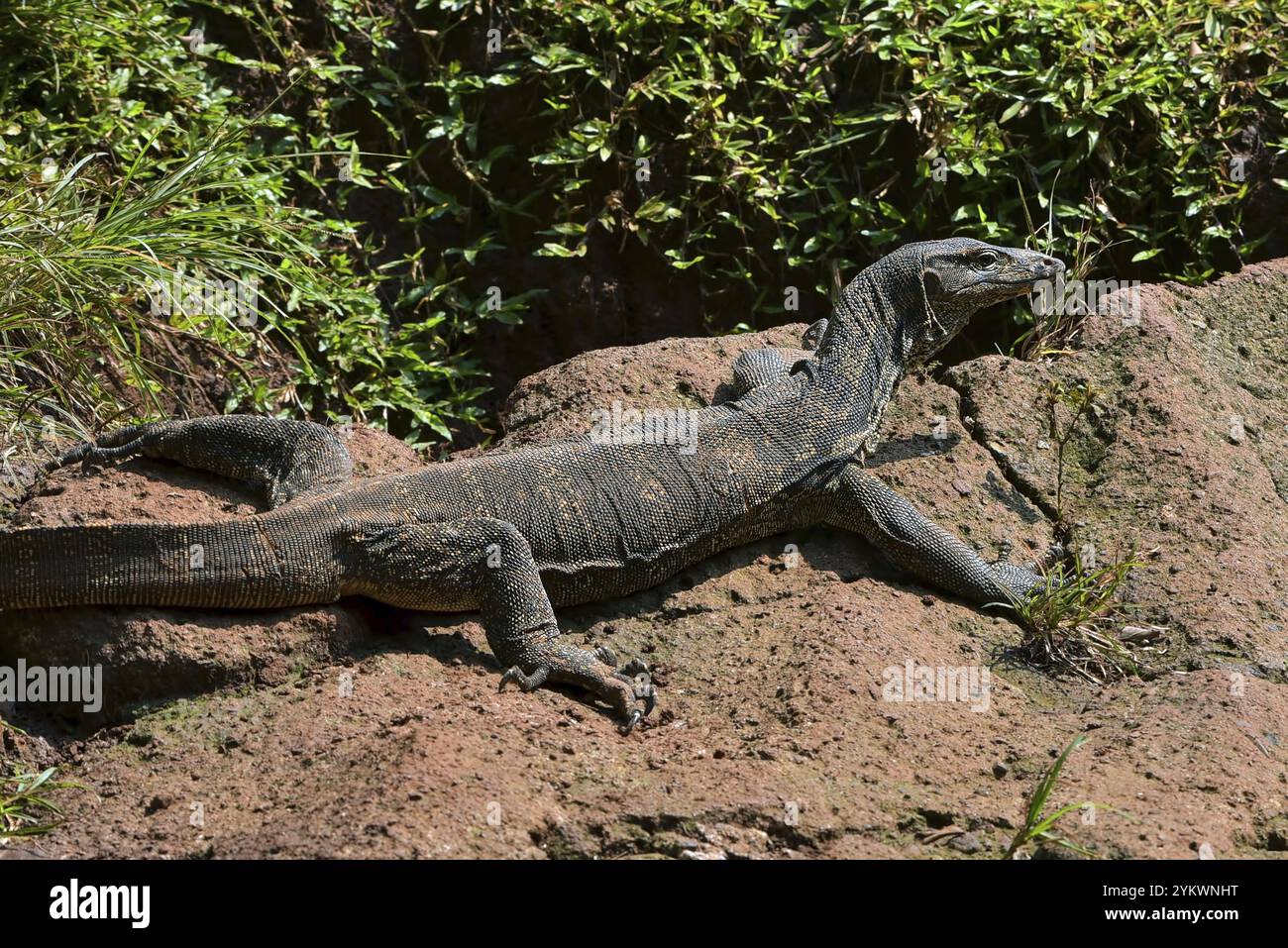 Big monitor lizard walking on a grass Stock Photo - Alamy
