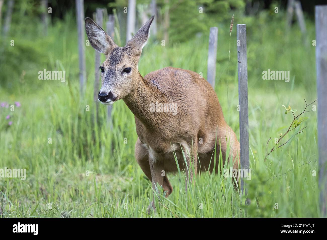 Roe deer pee in grass, Capreolus capreolus. Wild roe deer in nature ...