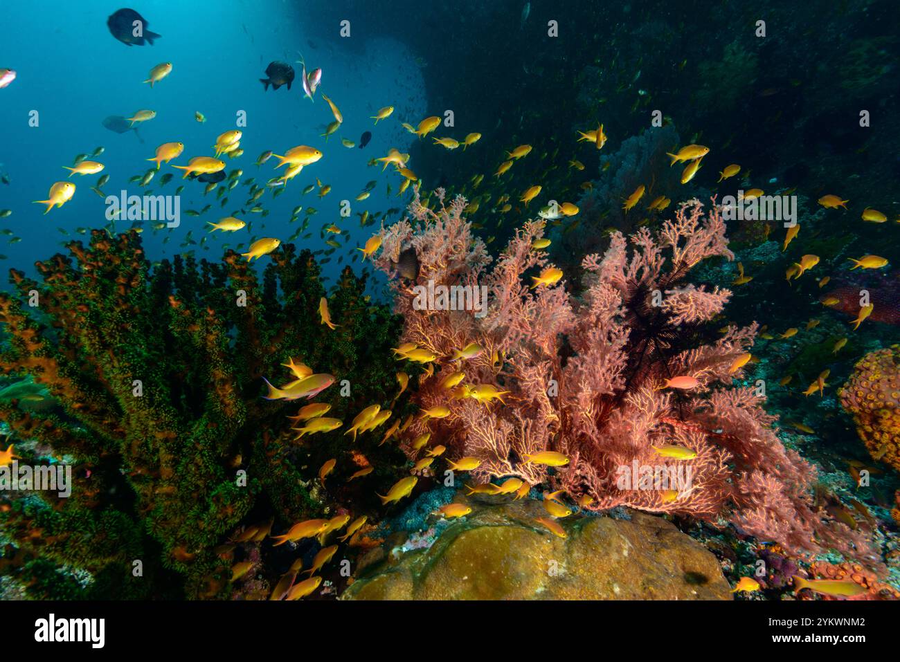 fish coral outcrop raja ampat Stock Photo - Alamy