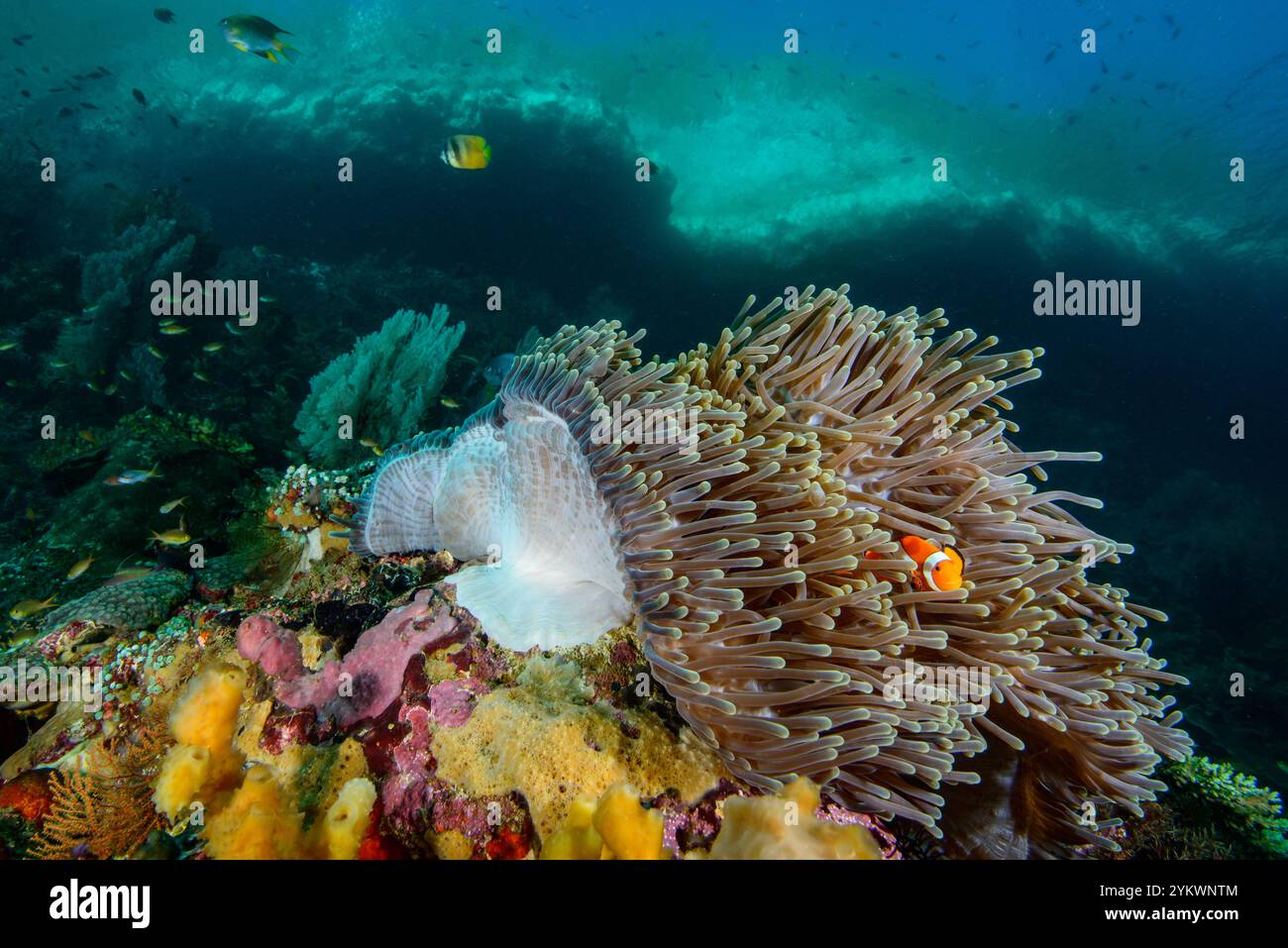 anemone on coral reef raja ampat Stock Photo - Alamy
