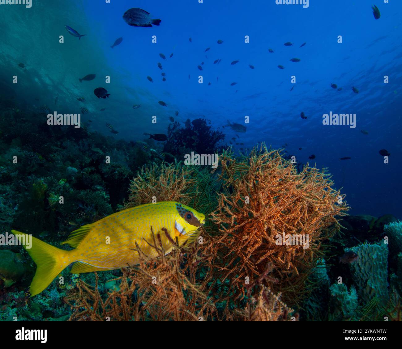 rabbitfish coral reef raja ampat Stock Photo - Alamy