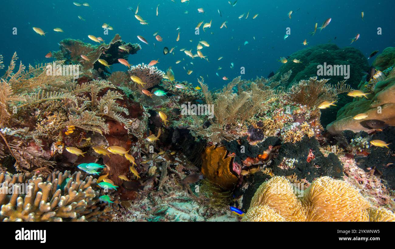 small fish on coral reef raja ampat Stock Photo - Alamy