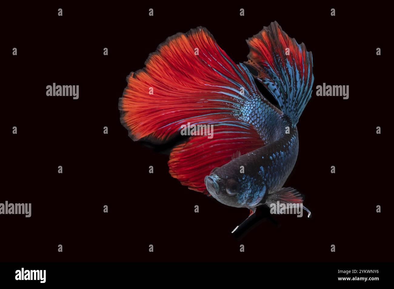 Siamese fighting fish mating hi-res stock photography and images - Alamy