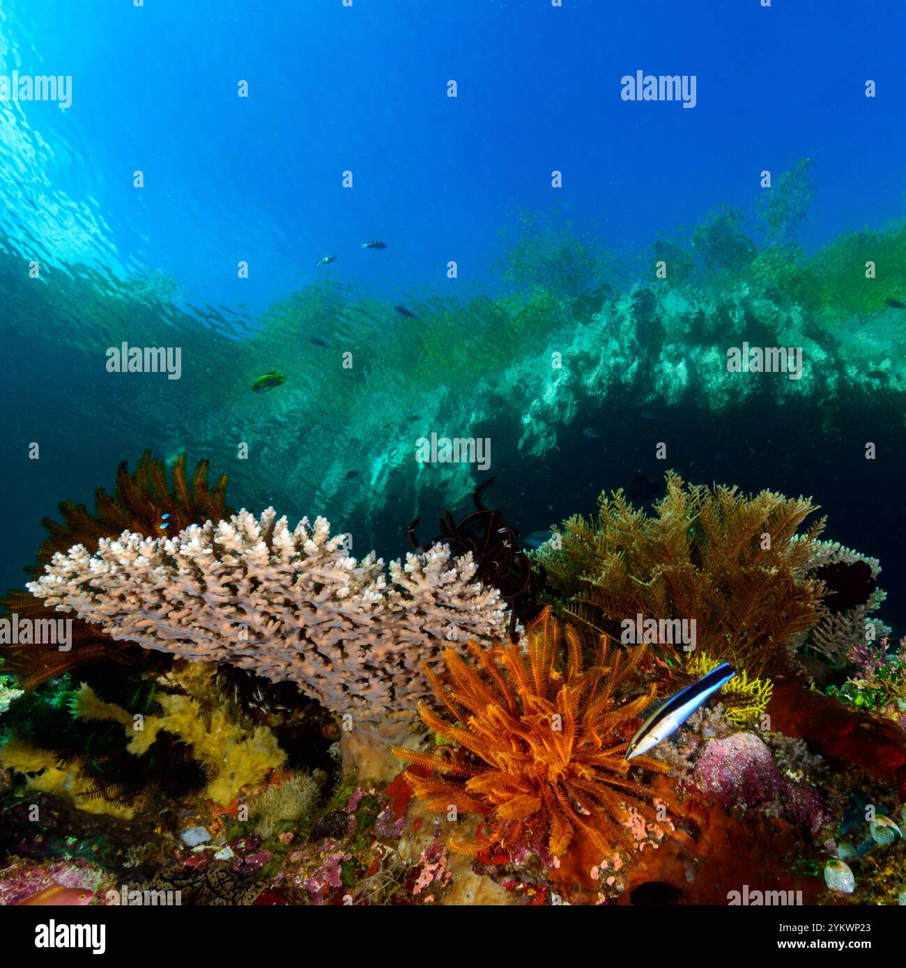 cleaner wrasse coral outcrop raja ampat Stock Photo - Alamy