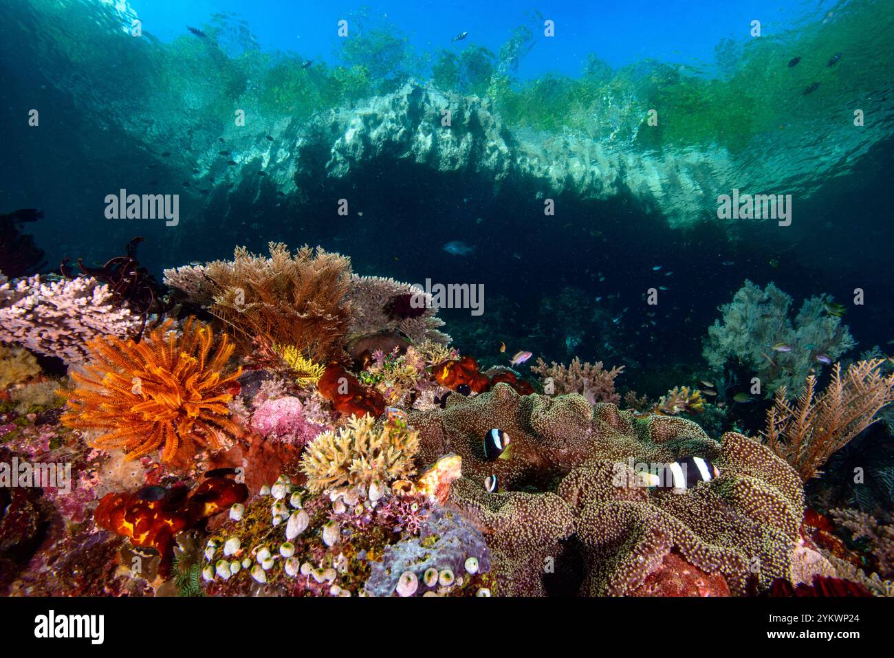 coral reef raja ampat Stock Photo - Alamy