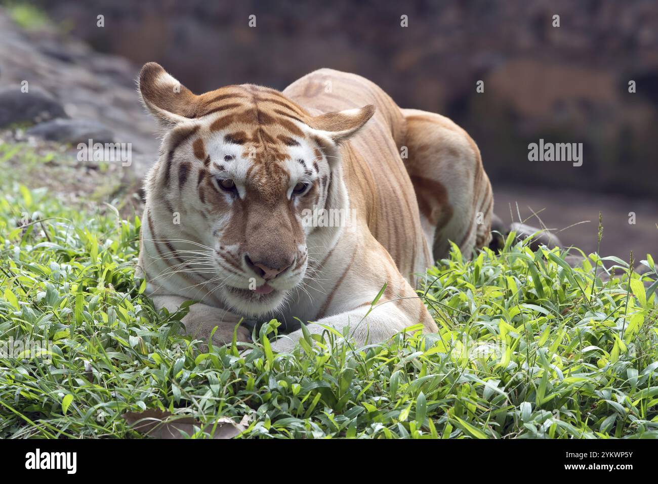 Albino, animal, animal kingdom, asia, background, beast, beautiful ...