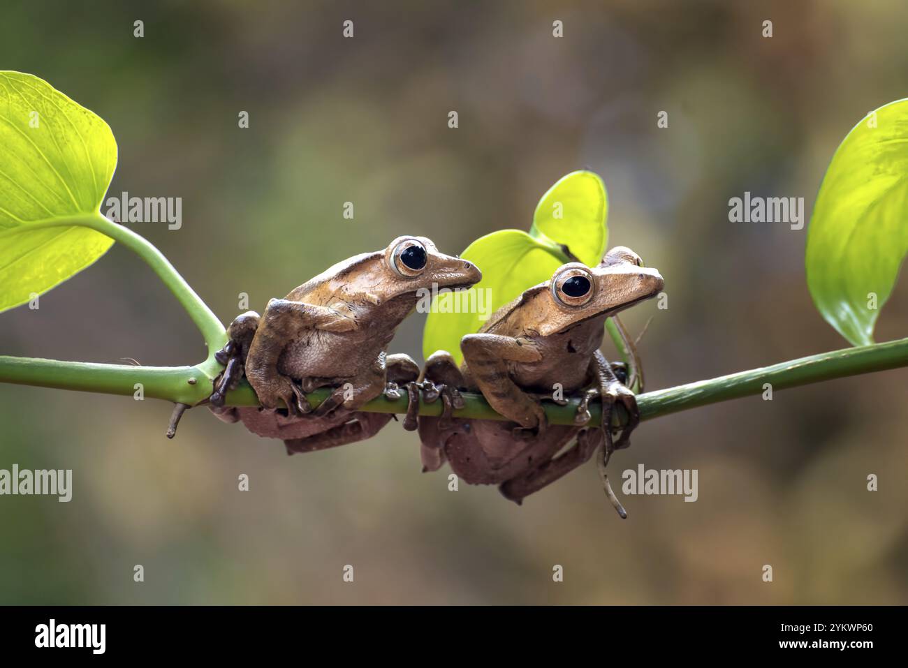 Asian frogs hi-res stock photography and images - Alamy