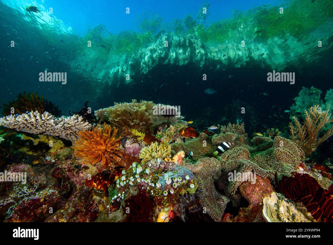 coral reef raja ampat Stock Photo - Alamy