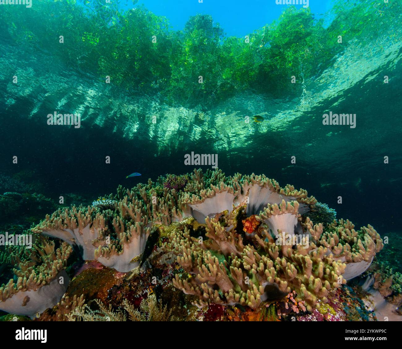 coral outcrop raja ampat Stock Photo - Alamy