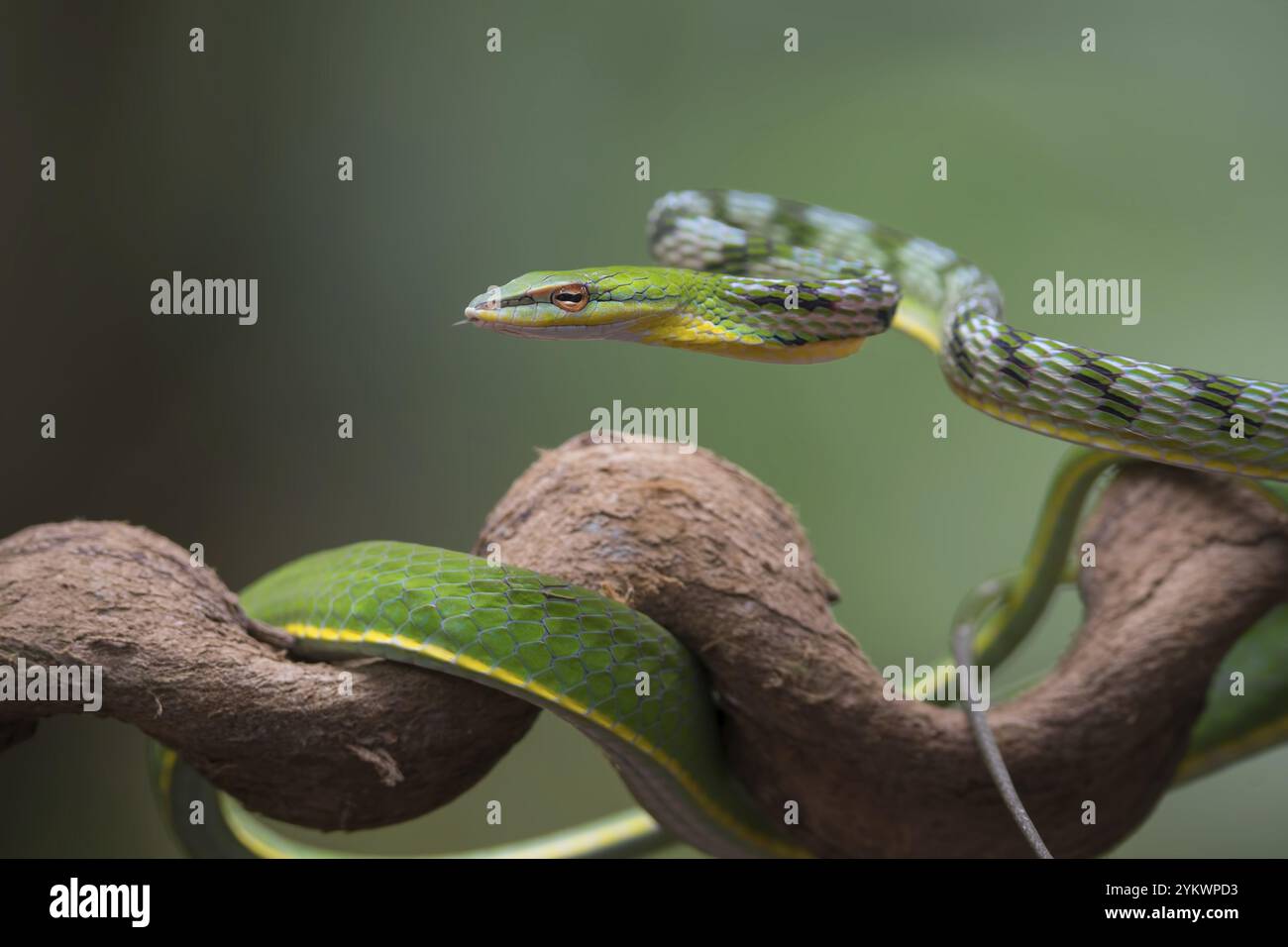 Close up photo of Asian vine snake on the tree branch Stock Photo - Alamy