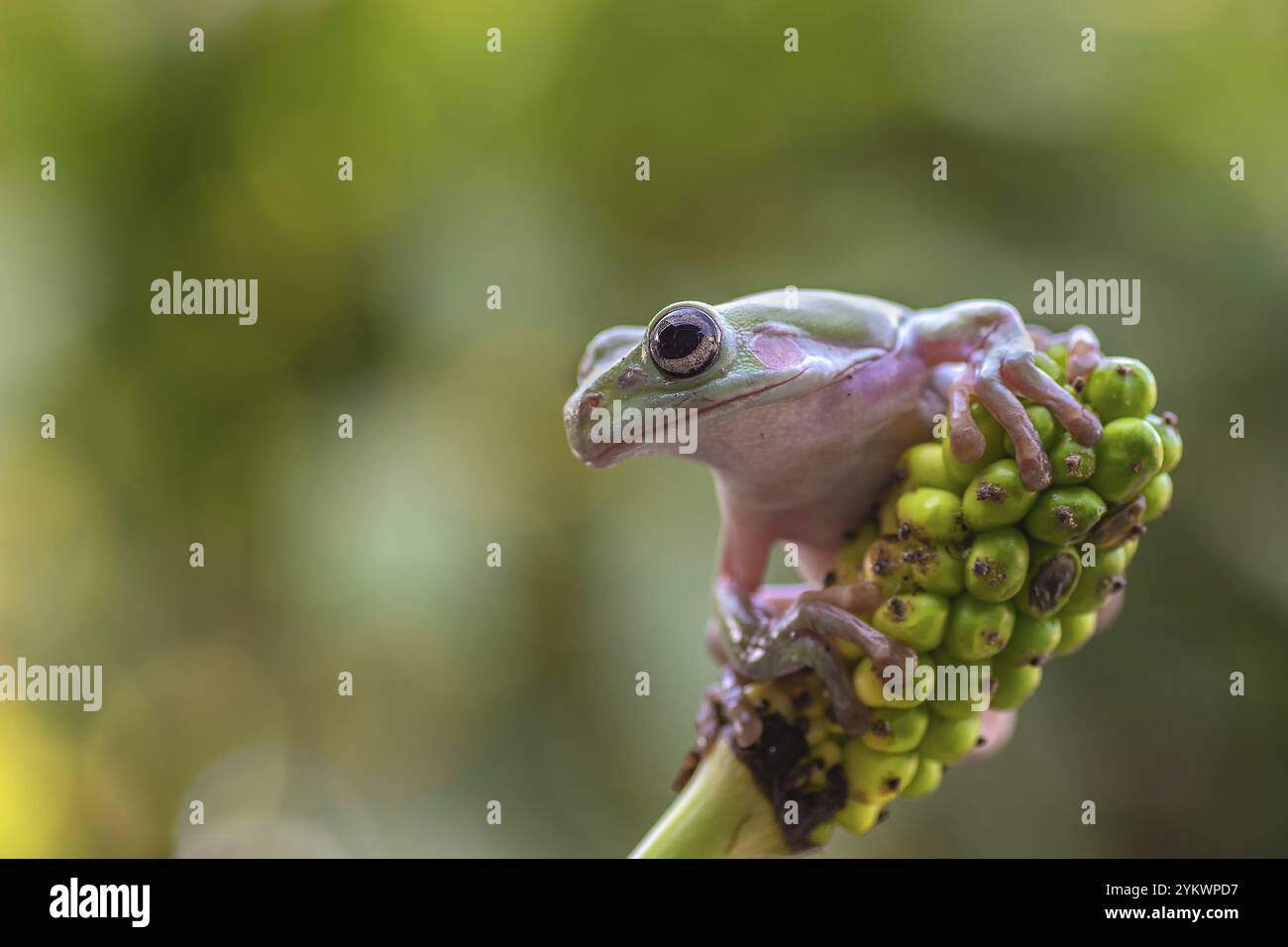White-lipped tree frog Stock Photo - Alamy