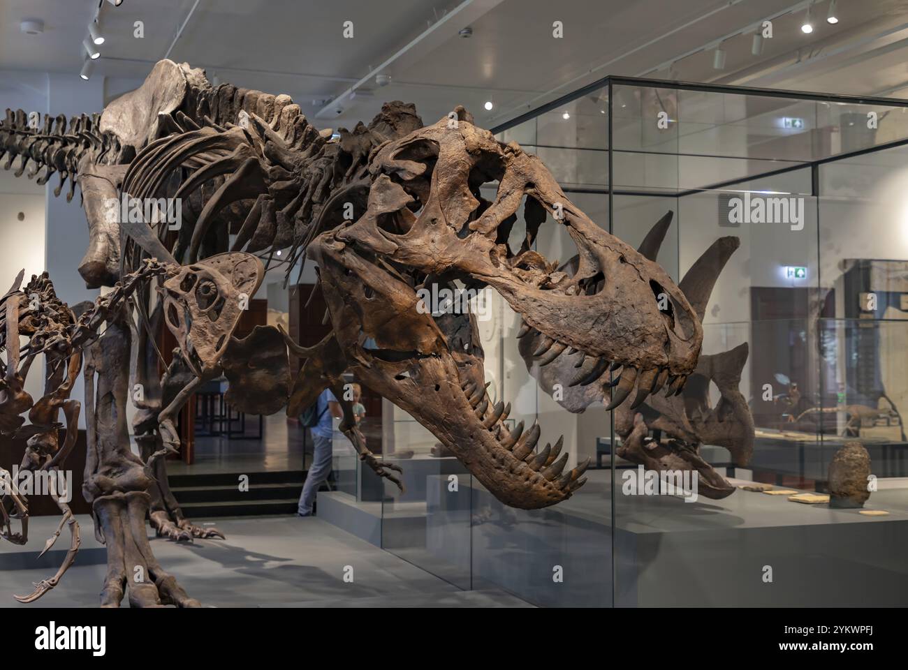 A picture of a Tyrannosaurus Rex skeleton at the Natural History Museum ...