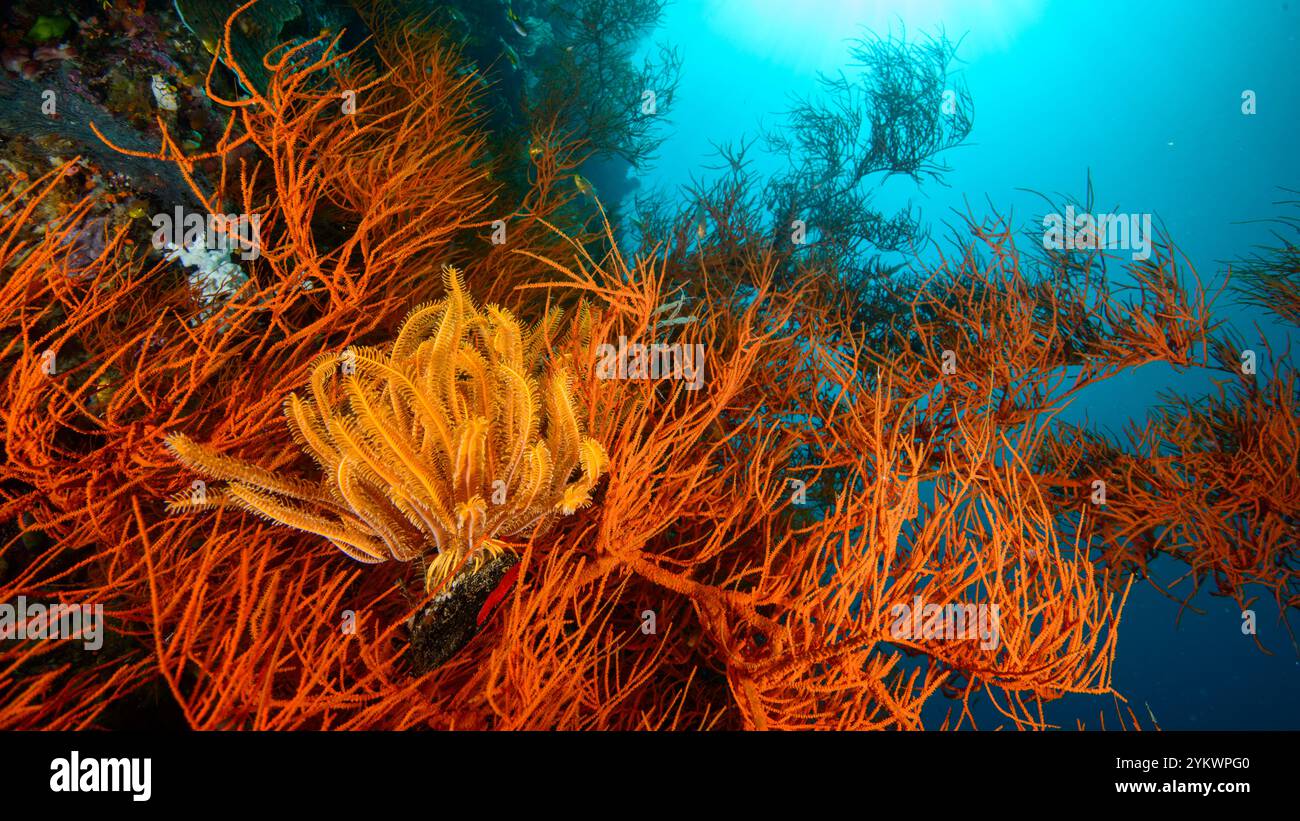 coral reef raja ampat Stock Photo - Alamy