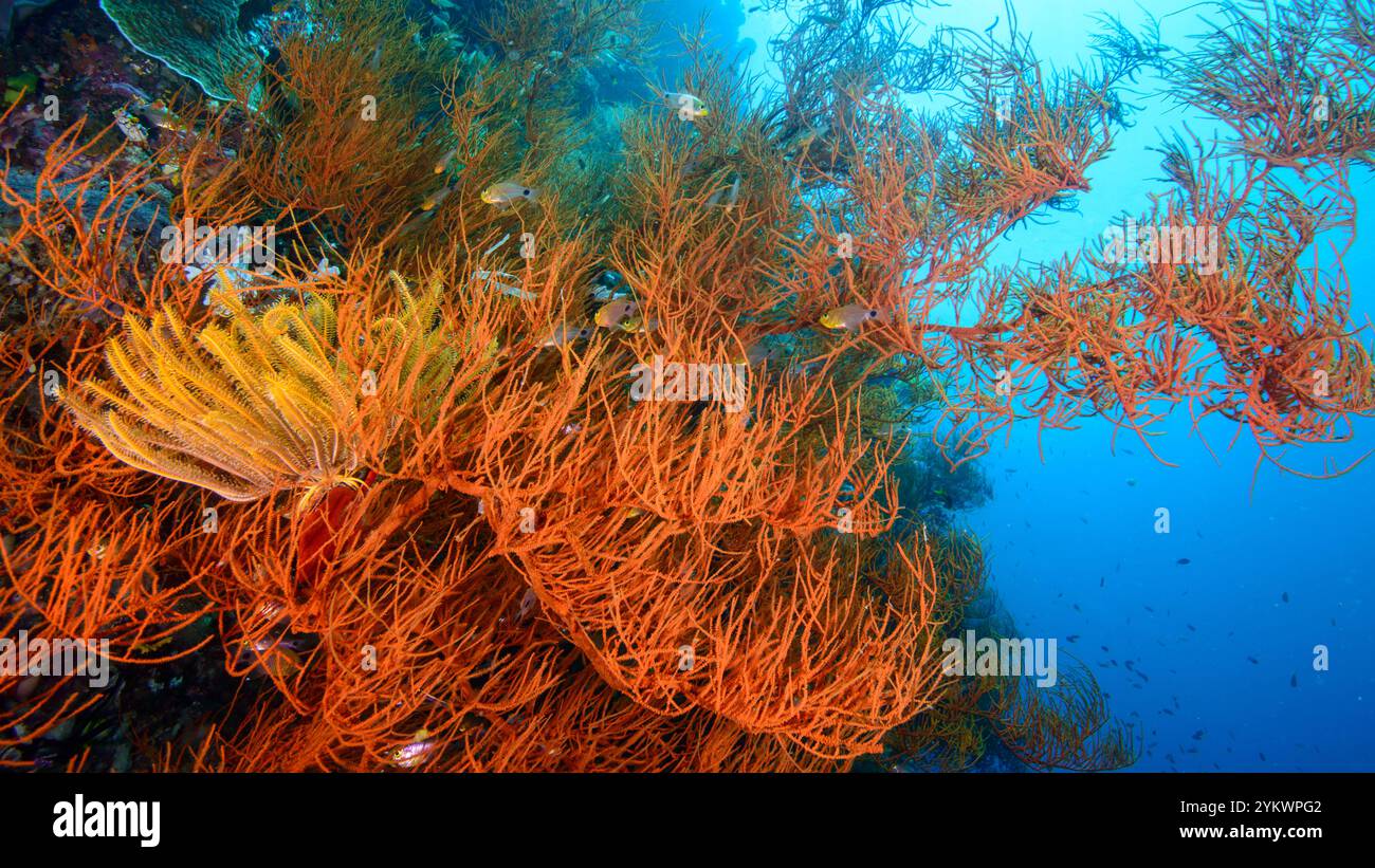flower cardinalfish in coral raja ampat Stock Photo - Alamy