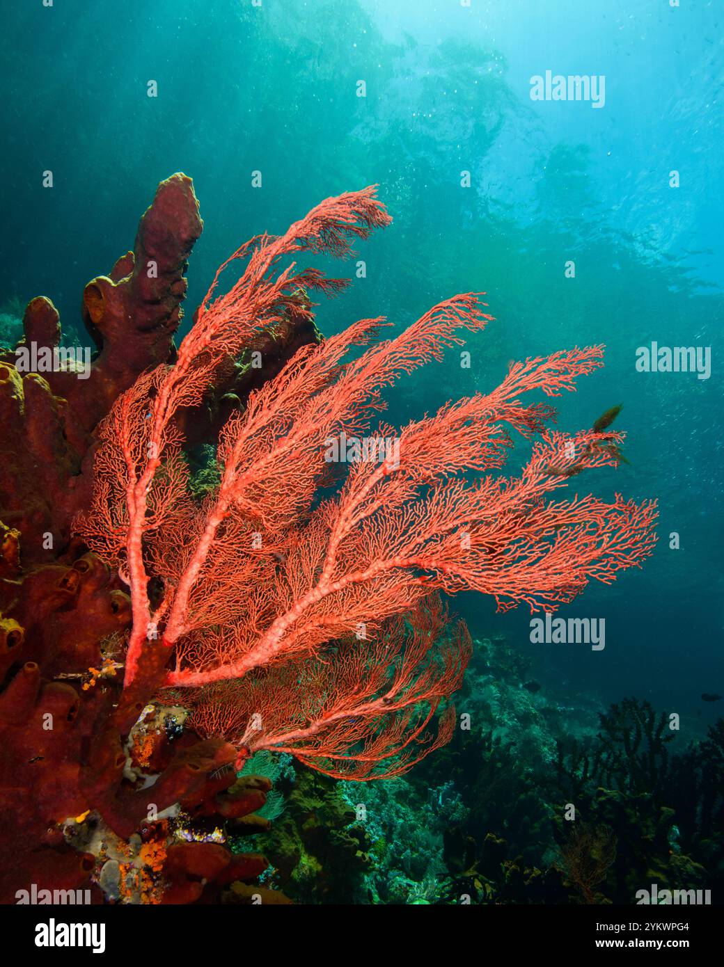 coral outcrop raja ampat Stock Photo - Alamy