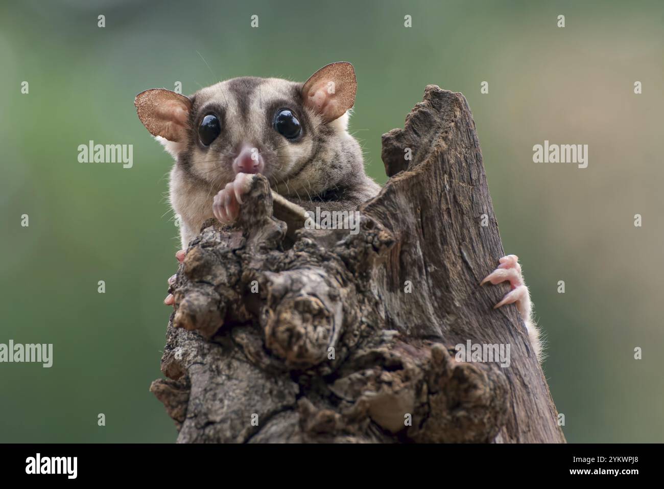 Sugar glider (Petaurus breviceps) on a tree branch Stock Photo - Alamy