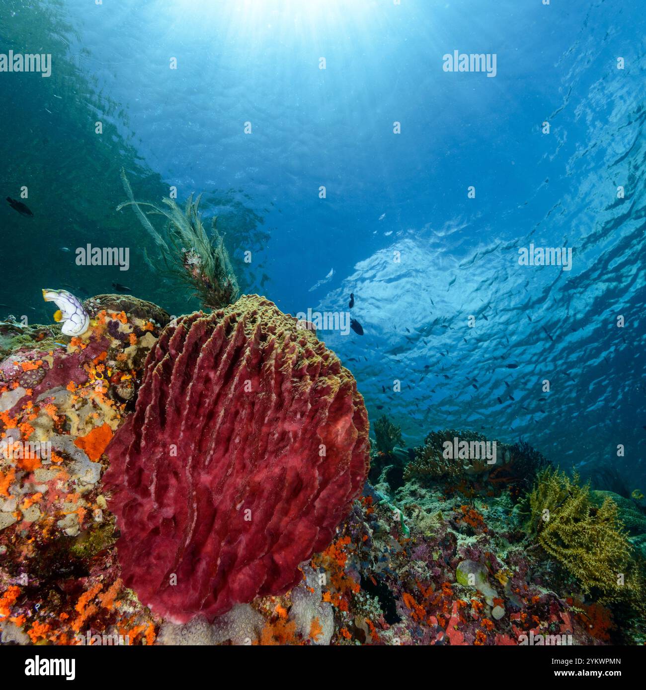 barrel sponge coral reef raja ampat Stock Photo - Alamy