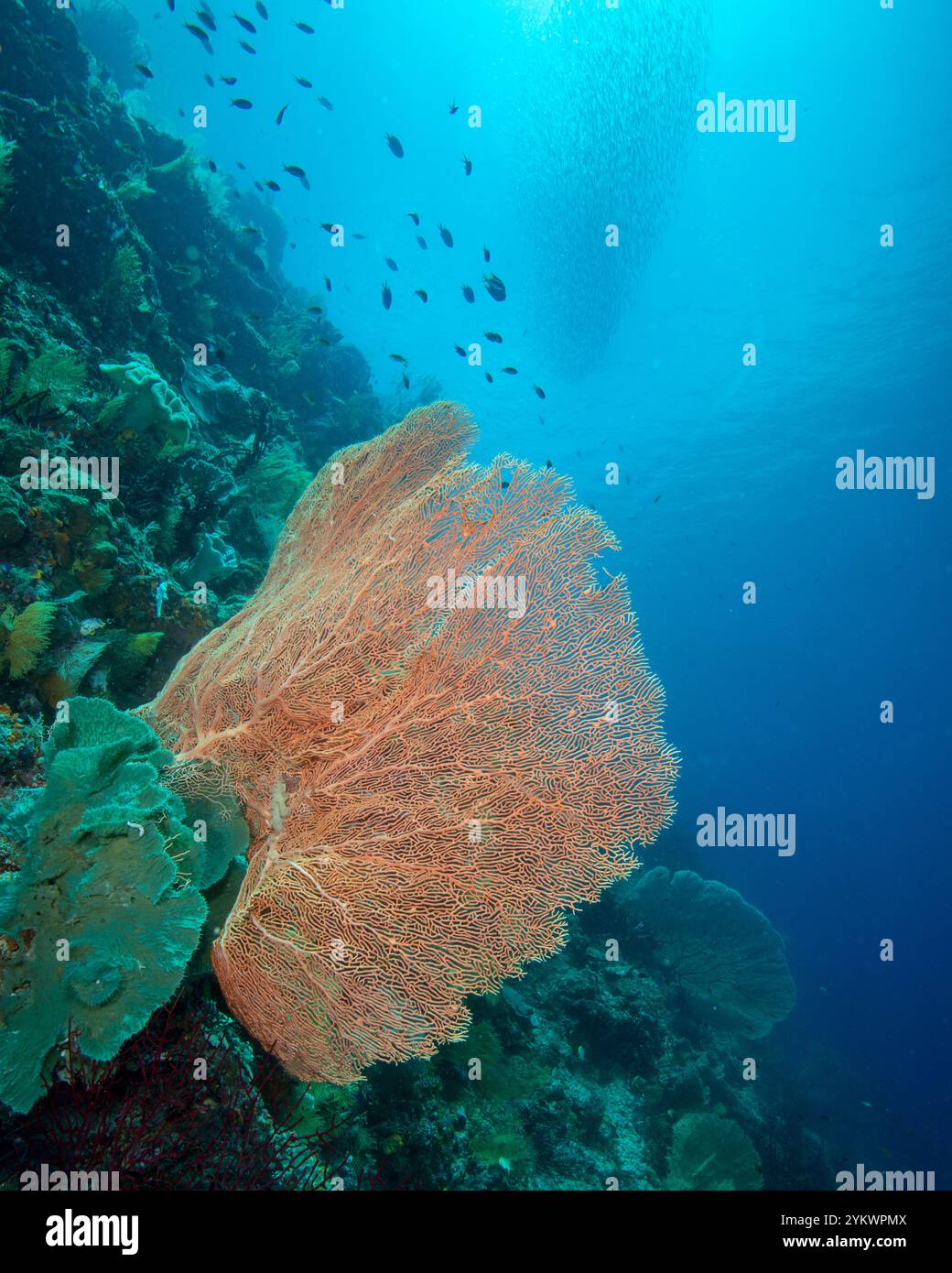 gorgonian fan coral raja ampat Stock Photo - Alamy