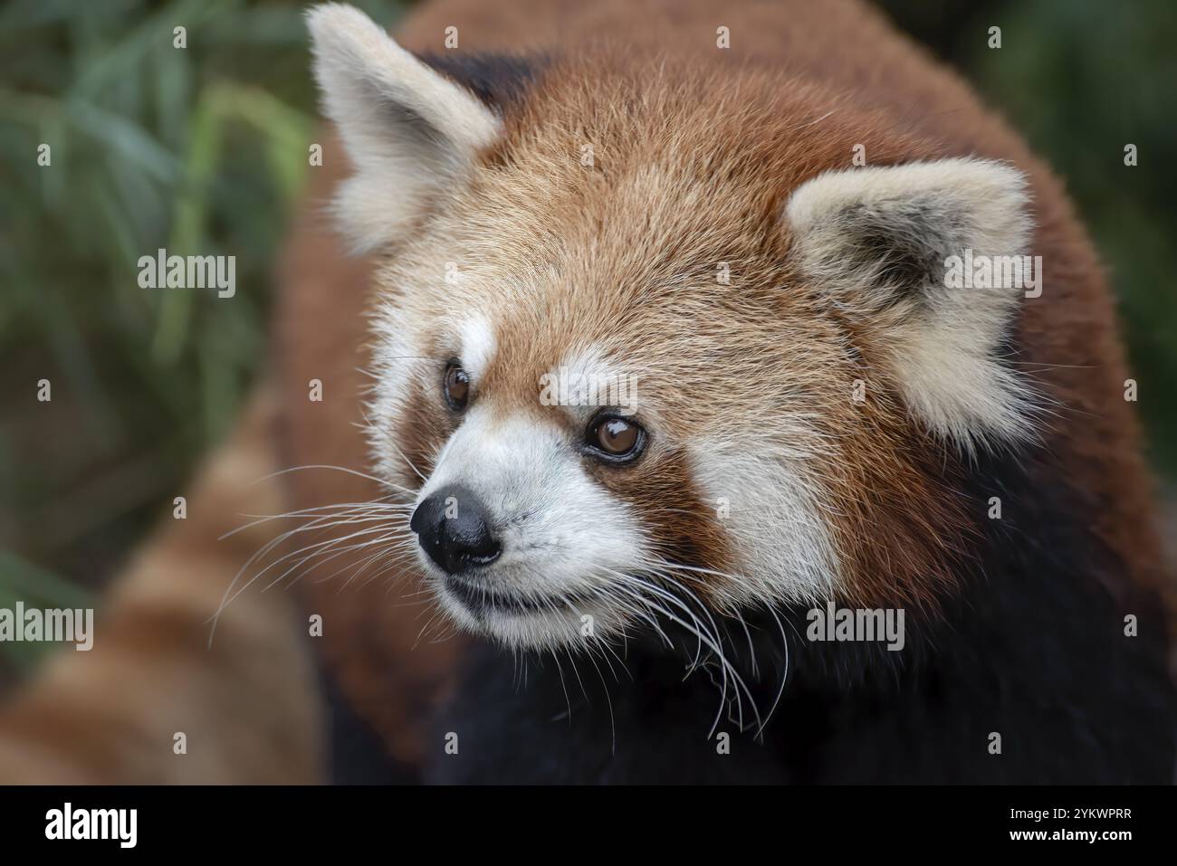 Single red panda ailurus hi-res stock photography and images - Alamy