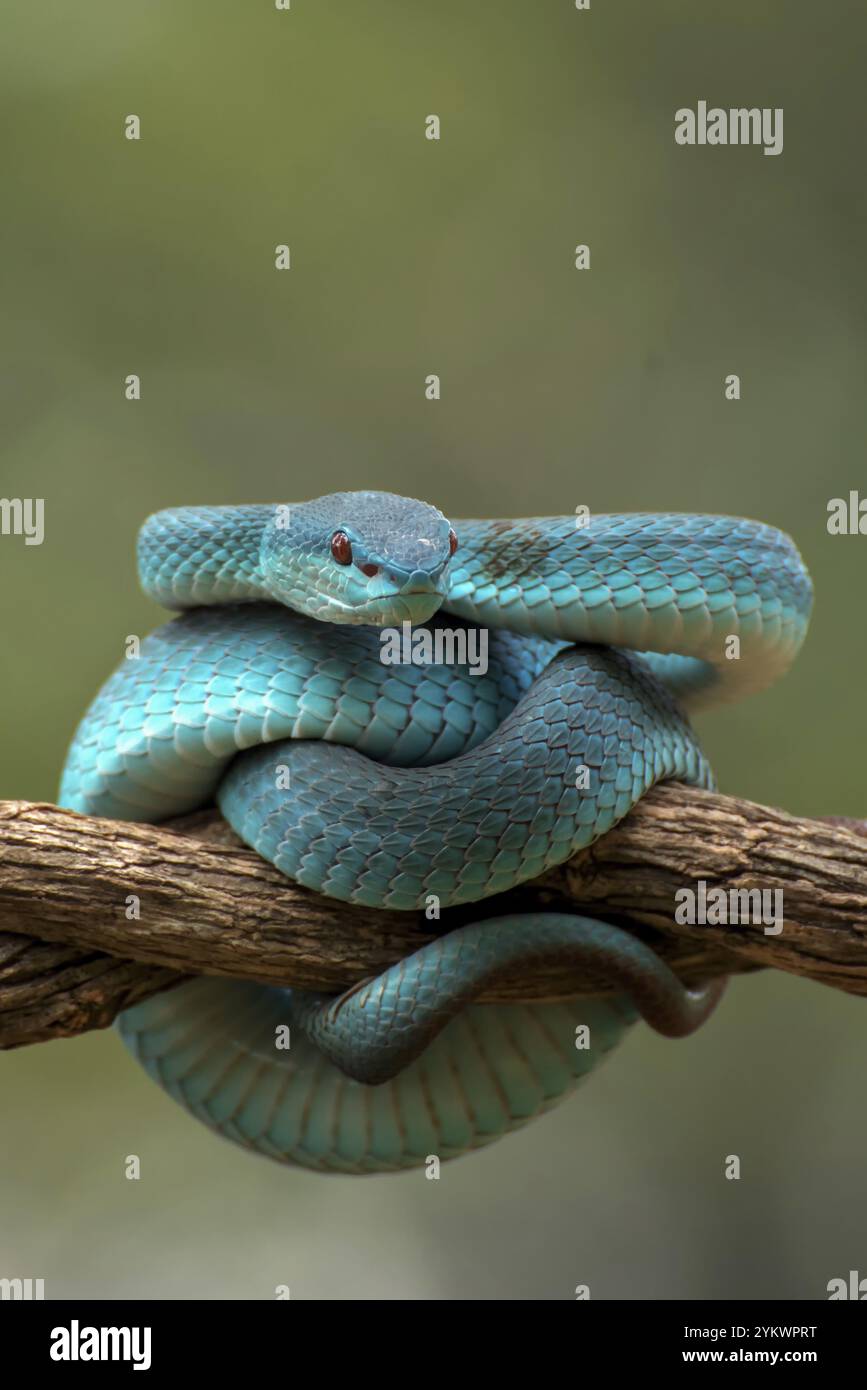 Vipers of asia hi-res stock photography and images - Alamy