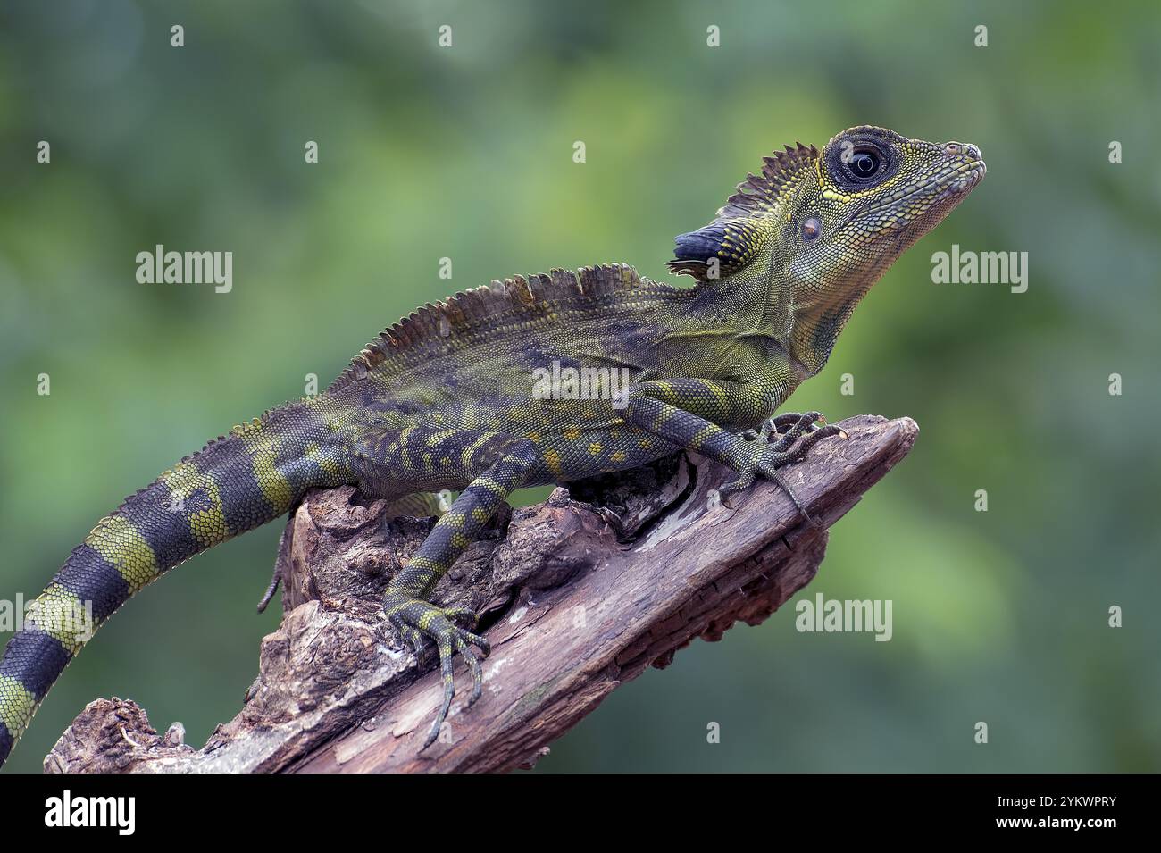 Boyd forest dragon lizard on a tree Stock Photo - Alamy