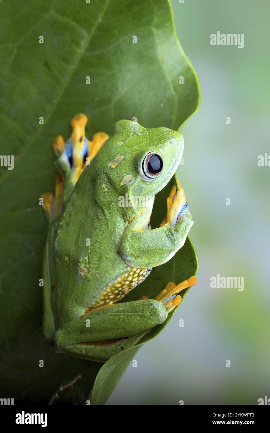 Green tree flying frog (Rhacophorus reinwarditii) on a leaf Stock Photo ...
