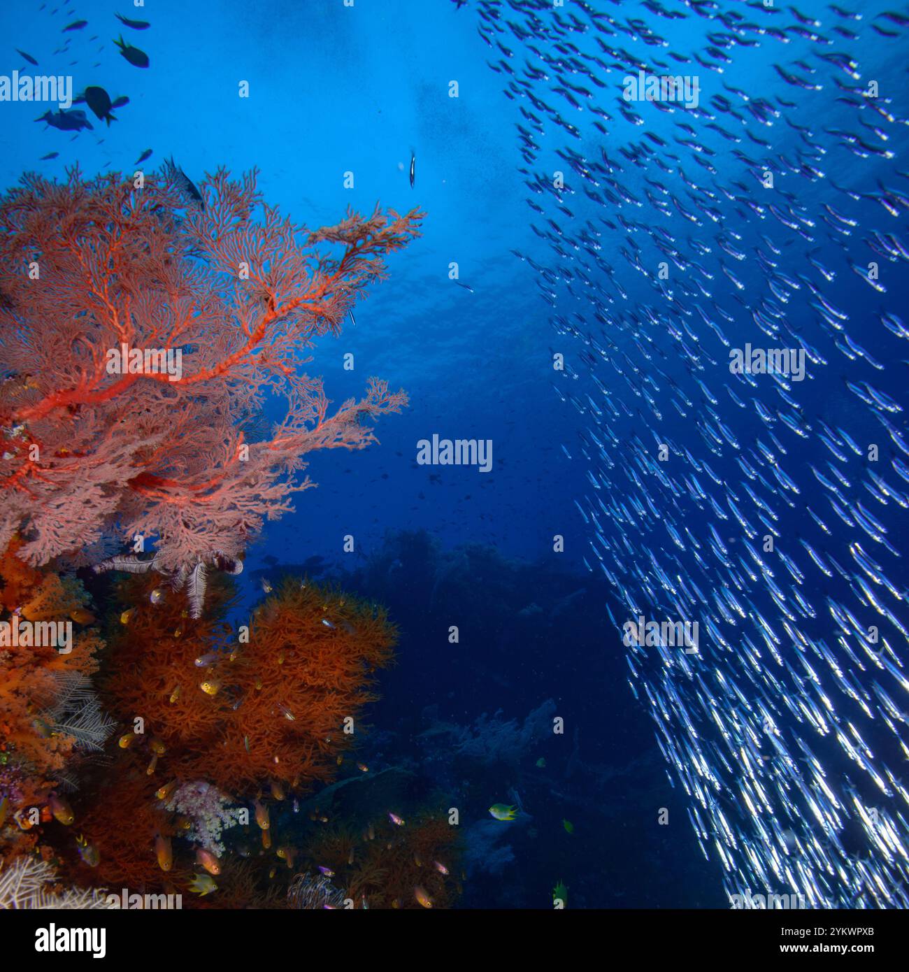 Reef silverside hi-res stock photography and images - Alamy